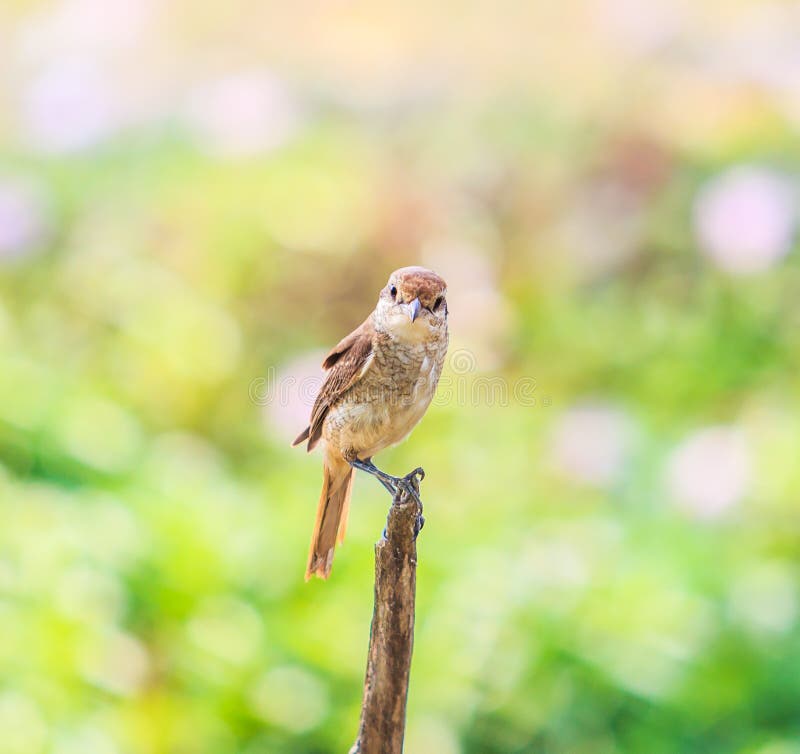 Plain Prinia bird stock photo. Image of bird, ricebird - 46820398