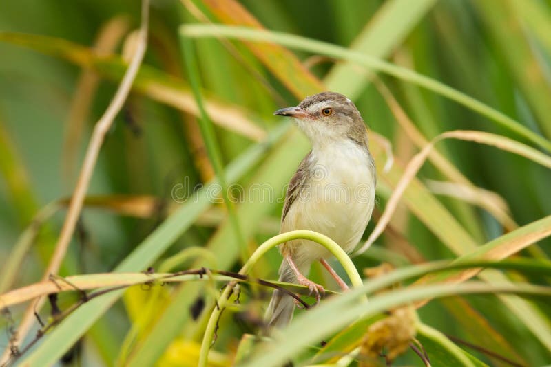 Plain Prinia bird stock image. Image of colorful, environment - 32382595