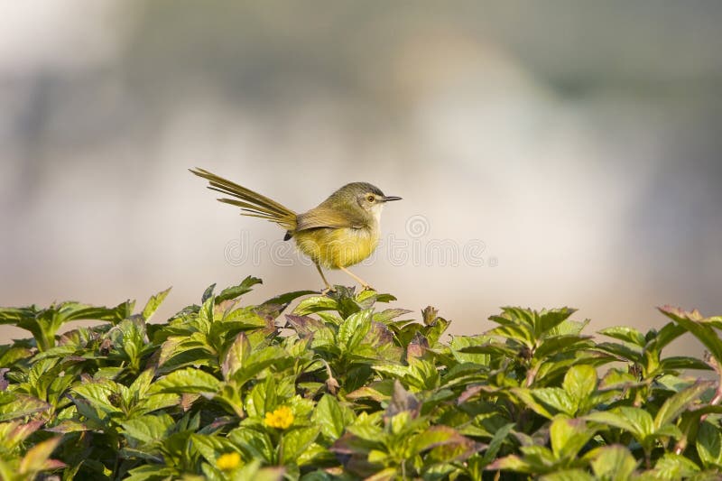 Plain Prinia birds stock image. Image of foot, bird, environment - 38157893