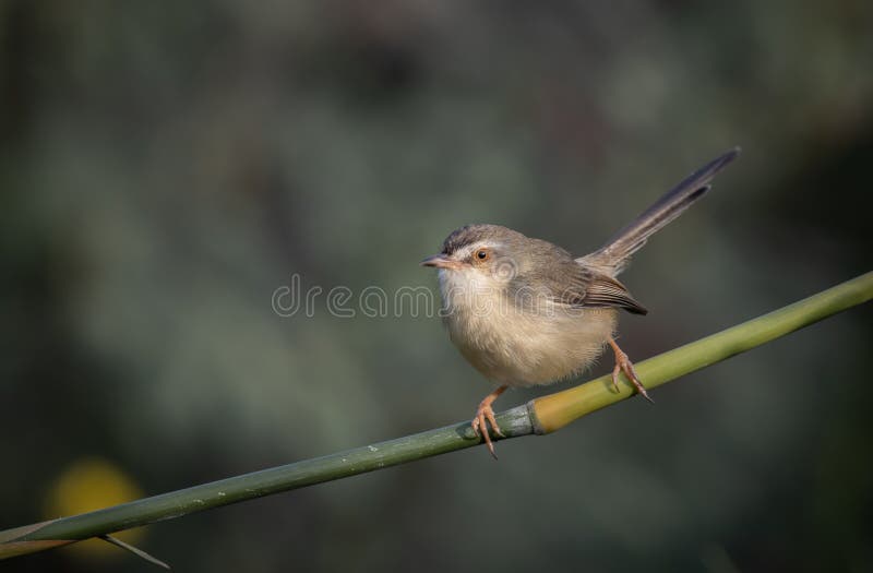 Plain Prinia Prinia Inornata, Also Known As the Plain Wren-warbler or ...