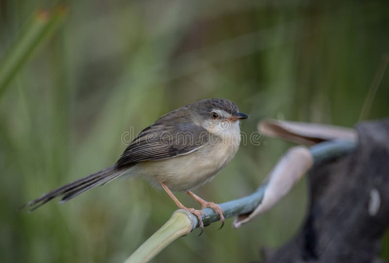 Plain Prinia Prinia Inornata, Also Known As the Plain Wren-warbler or ...