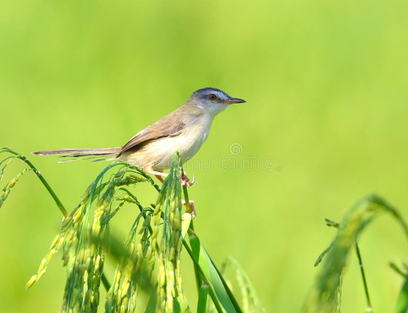 Prinia Brid Stock Photos - Free & Royalty-Free Stock Photos from Dreamstime