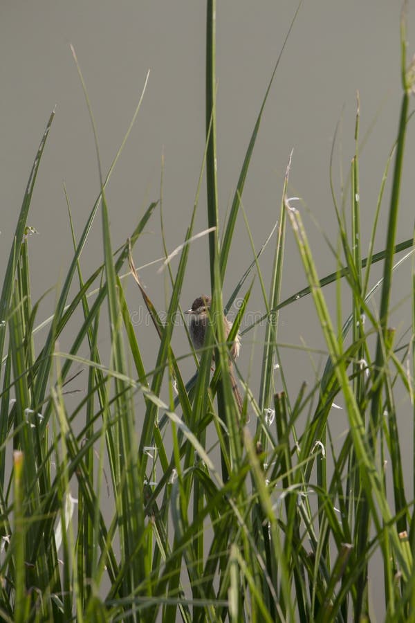 Plain Prinia stock photo. Image of animal, browed, environmentalist ...