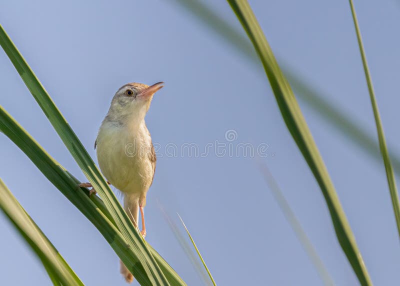 Plain Prinia a Long Tail Bird Stock Image - Image of birding, reed ...