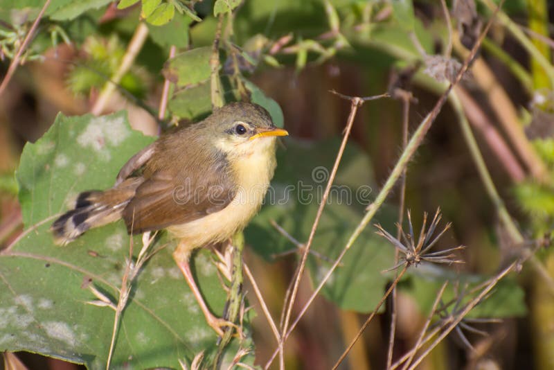 Plain Prinia Prinia Inornata, Also Known As the Plain Wren-warbler or ...