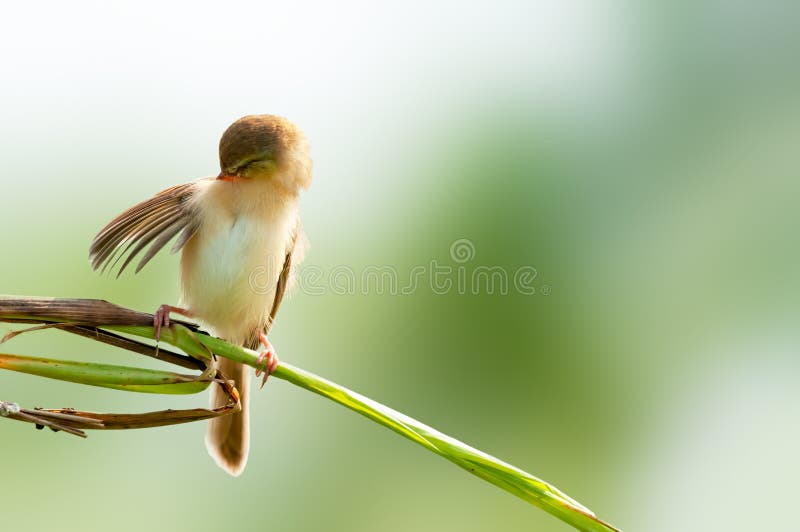 Plain prinia stock photo. Image of wildlife, animal - 164031644