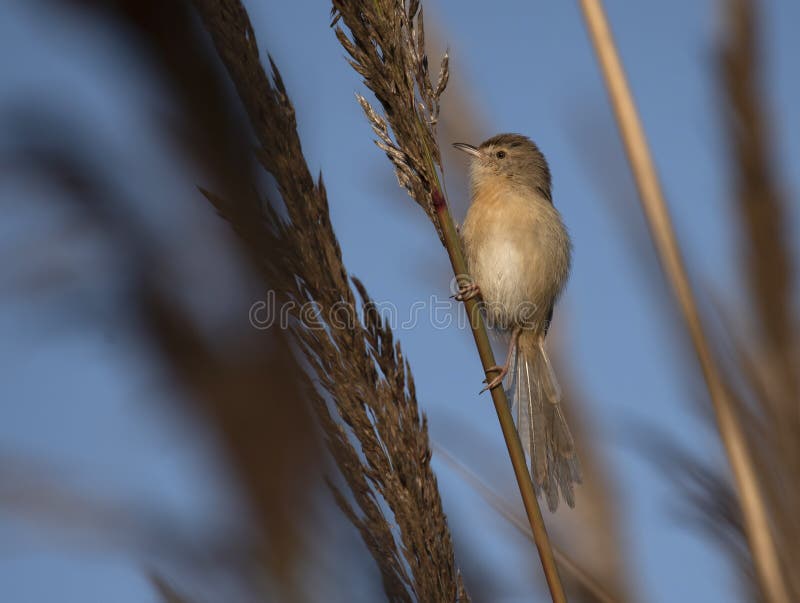 Plain Prinia Singing on Perch Stock Image - Image of branch, asia ...
