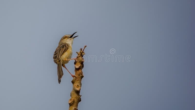 Prinia Inornata Nesting Stock Photos - Free & Royalty-Free Stock Photos ...