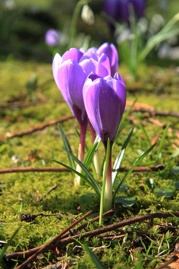 Plain Purple Background with Gradient Stock Image - Image of light ...