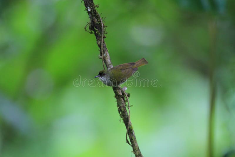 Simplex Bird Photos - Free & Royalty-Free Stock Photos from Dreamstime