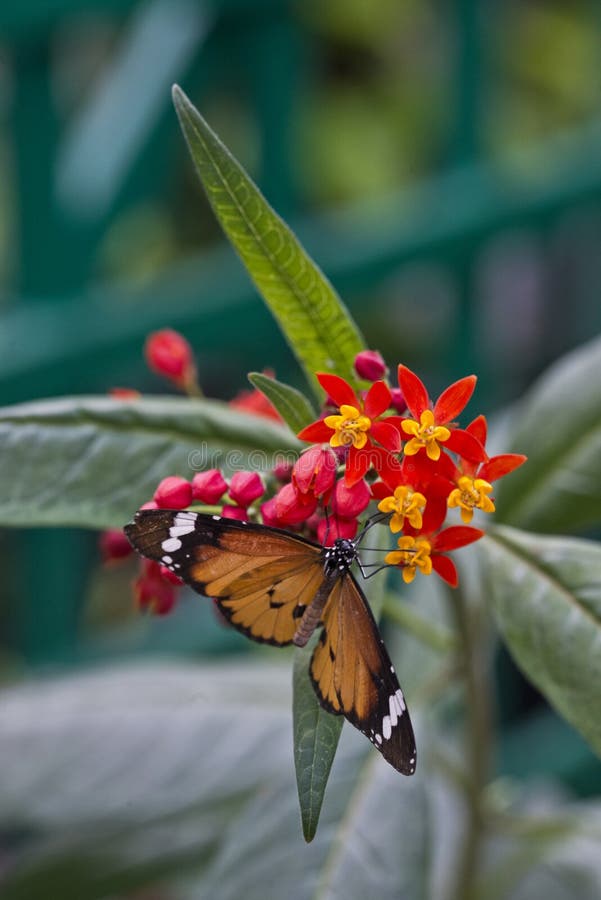 African Monarch butterfly stock image. Image of leaves - 114057901