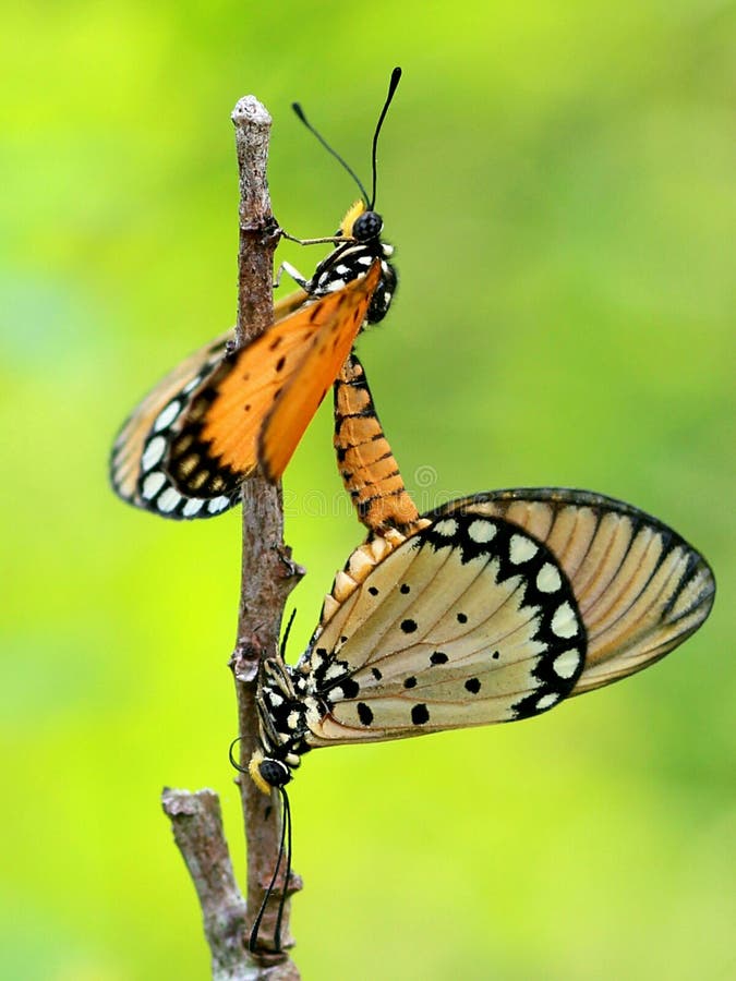 Plain Tiger Butterflies stock image. Image of plain - 136482265