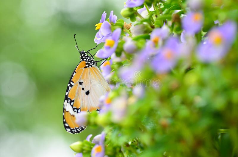 Plain tiger butterfly stock image. Image of garden, danaus - 27582283