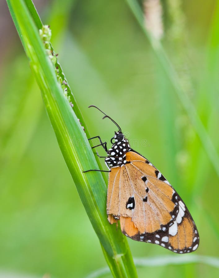 Plain tiger butterfly stock image. Image of feeding, butterfly - 29142795