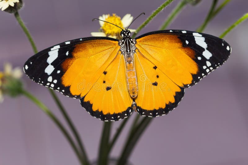 The Plain Tiger butterfly stock image. Image of fauna - 33942959