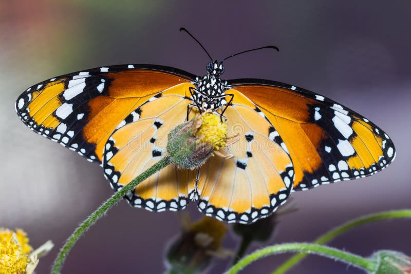 The Plain Tiger butterfly stock image. Image of antennae - 33611885