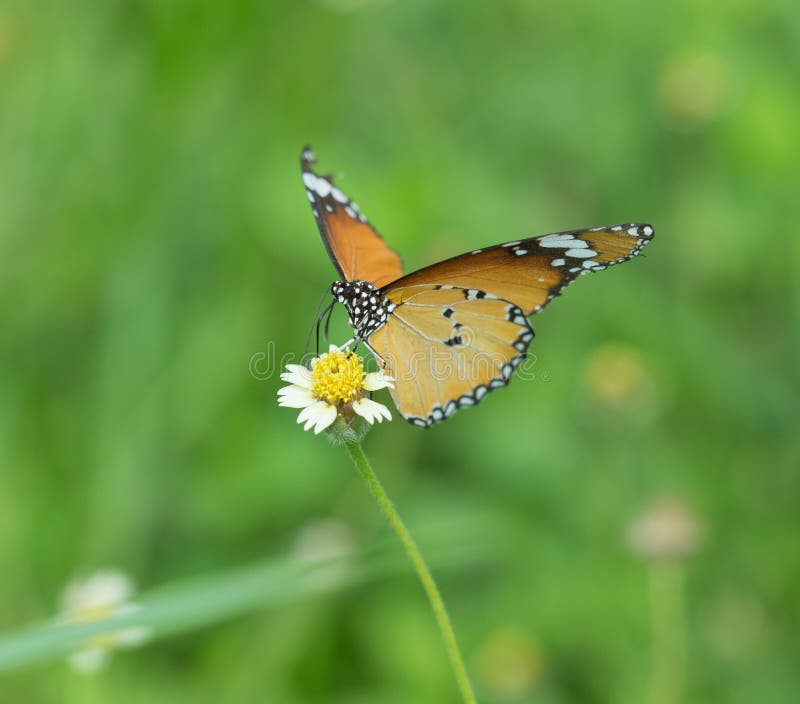 Plain Tiger Butterfly (Danaus Chrysippus Butterfly) on a Flower Stock ...