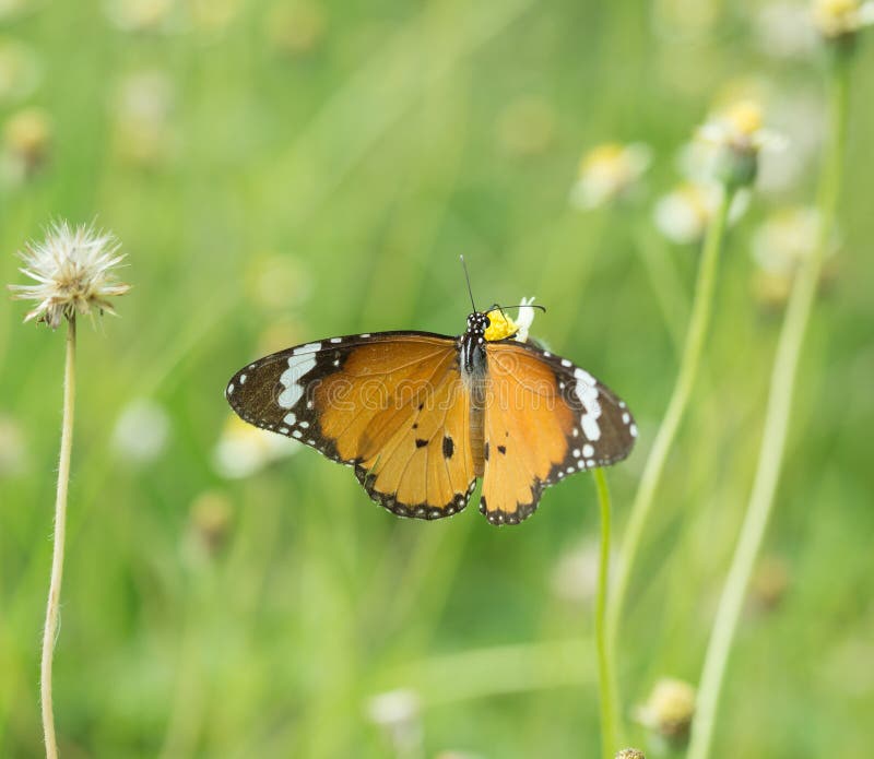 Plain Tiger Butterfly (Danaus Chrysippus Butterfly) on a Flower Stock ...