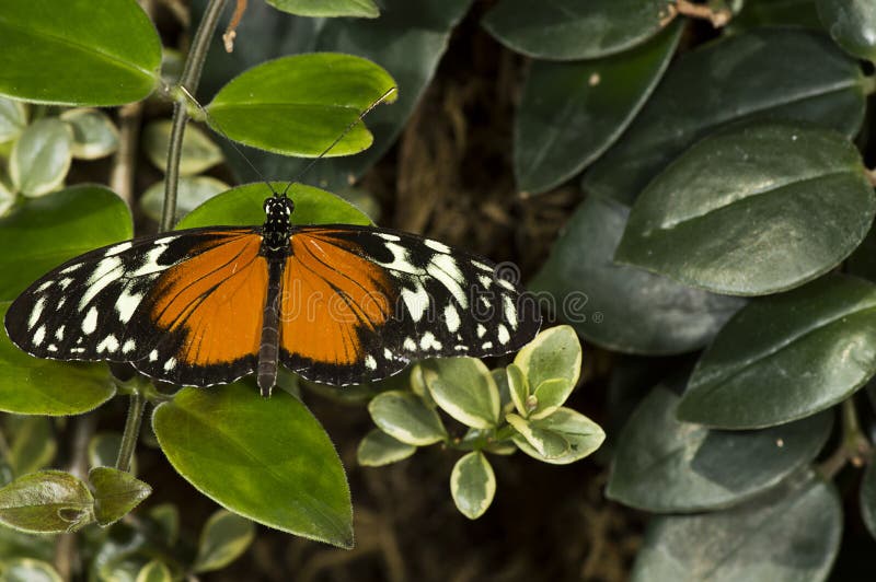 Plain Tiger stock image. Image of wildlife, nymphalidae - 41367891