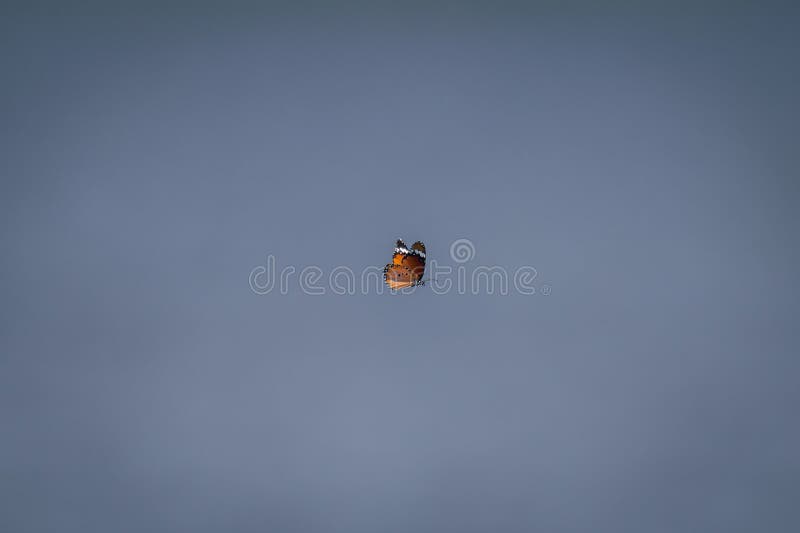 Plain Tiger Butterfly Flies Across Blue Sky Stock Image - Image of ...