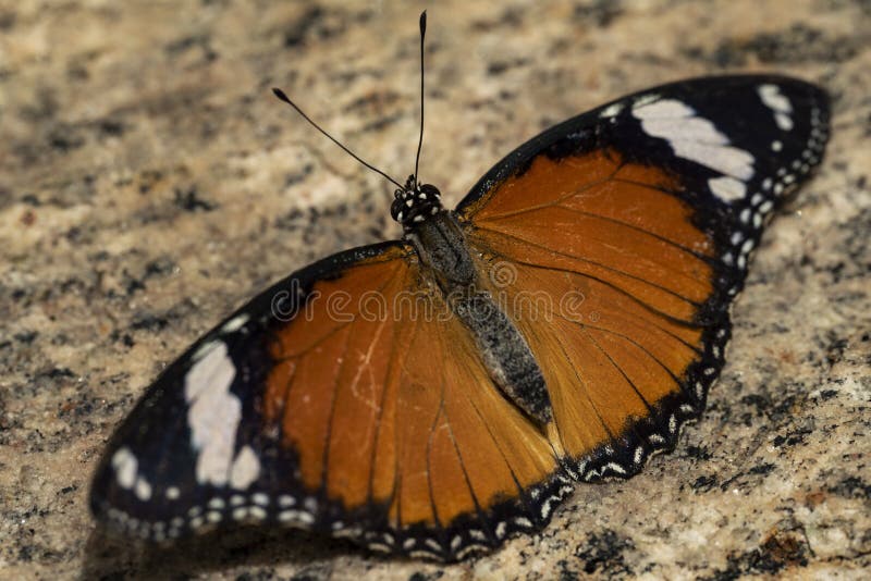 Plain Tiger Butterfly stock photo. Image of nature, metamorphosis ...