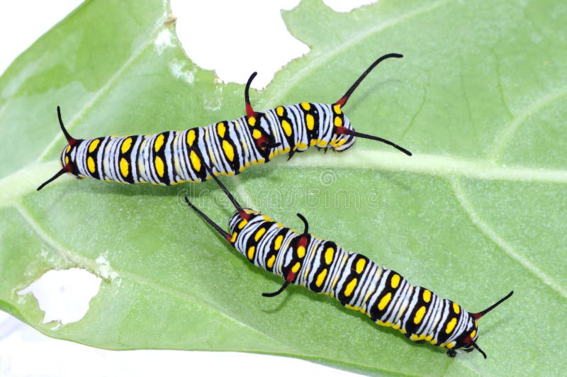 Caterpillar of Plain Tiger Butterfly Stock Image - Image of park, green ...