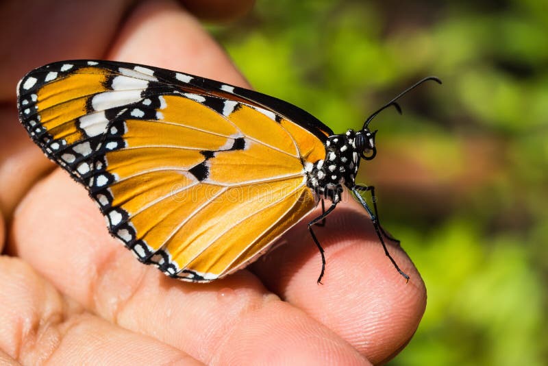 The Plain Tiger (Danaus Chrysippus Chrysippus) Butterfly Stock Photo ...