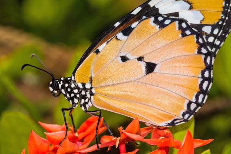 The Plain Tiger (Danaus Chrysippus Chrysippus) Butterfly Stock Image ...