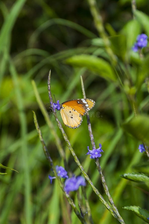 Plain tiger butterfly stock image. Image of outdoors - 259138797