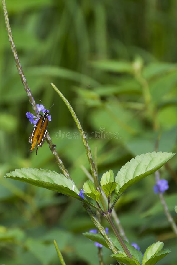 Plain tiger butterfly stock photo. Image of head, insect - 259138808