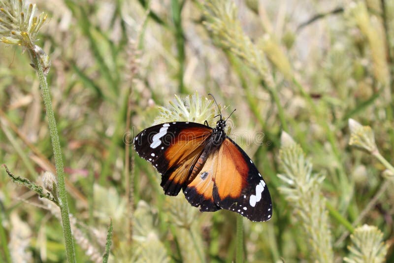 Plain Tiger with Open Wings in the Northern Territory of Australia ...