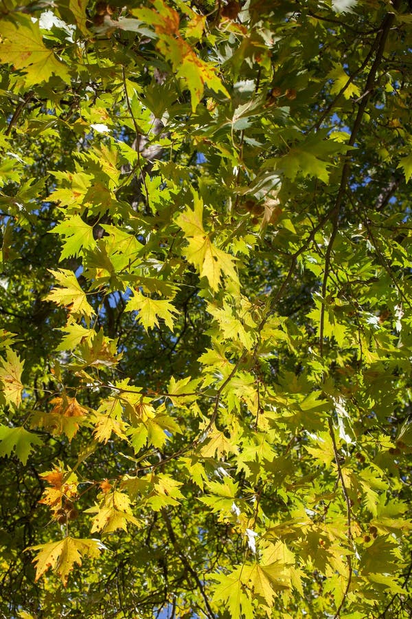 Plain tree leaves stock photo. Image of natural, foliage - 28825444