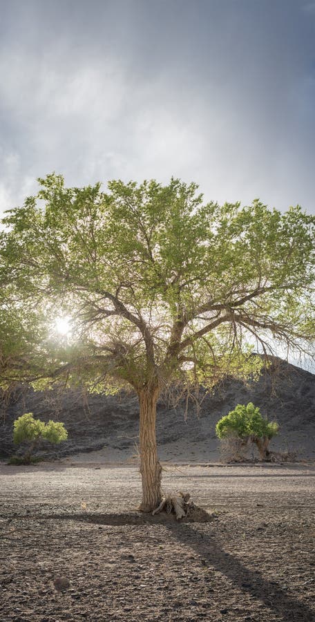 Plain with Trees at Sunny Day Stock Image - Image of beautiful, rural ...