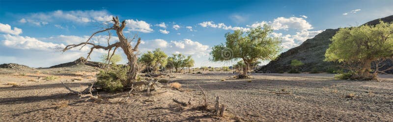 Plain with Trees at Sunny Day Stock Image - Image of rugged, scene ...