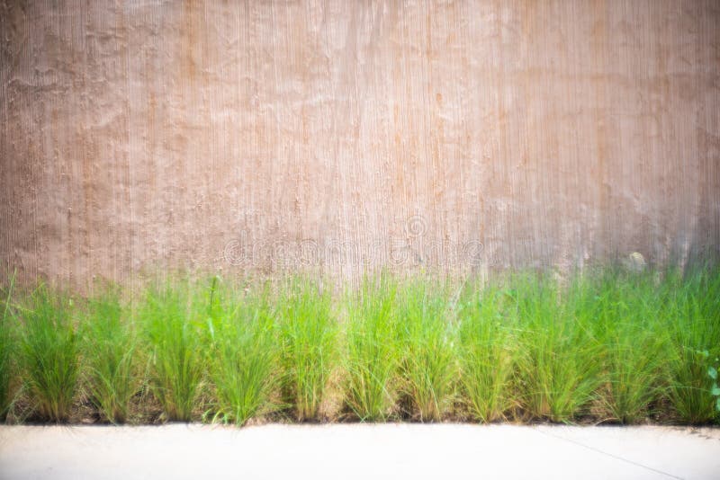 Plain wall and green grass stock image. Image of wall - 147255351
