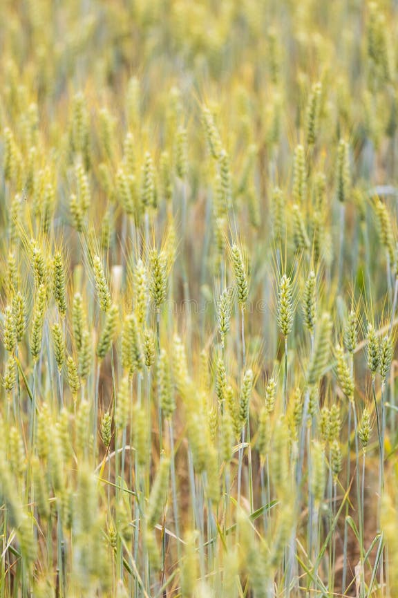 Plain Wheat Field in the Sun Perpendicular Stock Photo - Image of ...