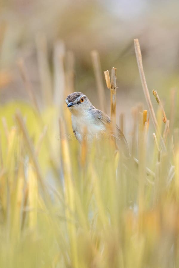 Plain Wren-warbler Bird Foraging in the Paddy Field Reeds in the ...