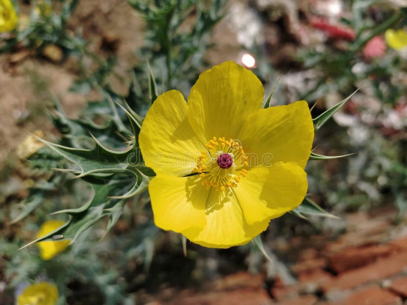 Plain Yellow Flower Sharp Green Leaves Stock Photos - Free & Royalty ...