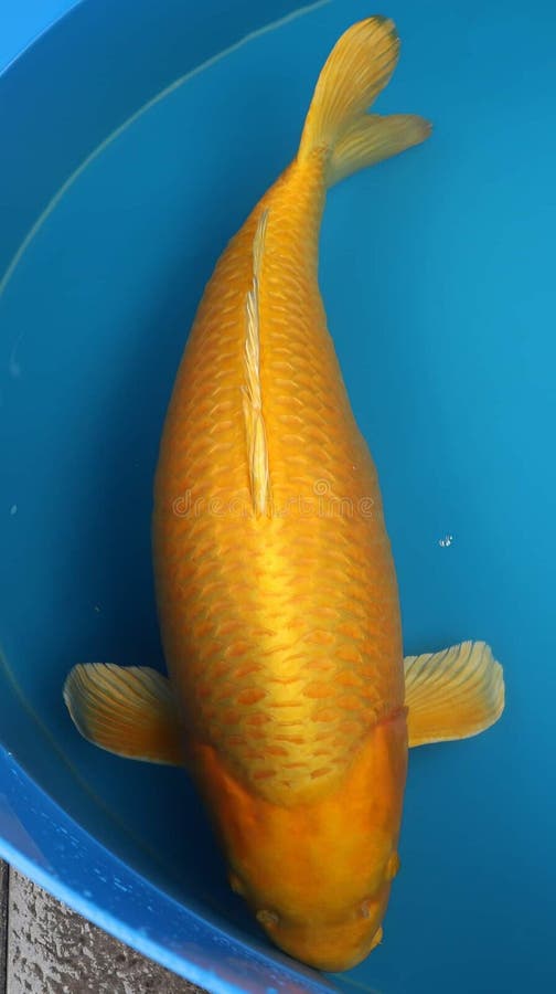 Karasi koi fish stock photo. Image of animal, besar - 310083028