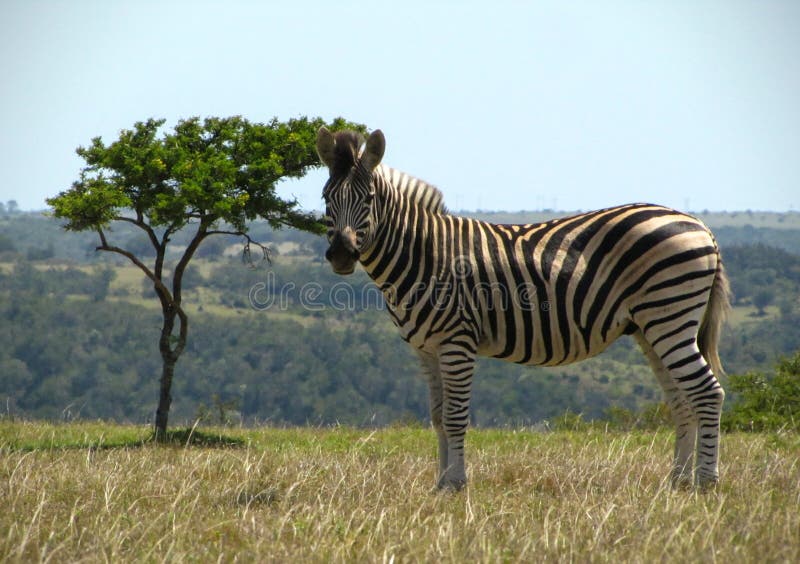 Plain Zebra in an African Safari Stock Image - Image of wildanimal ...
