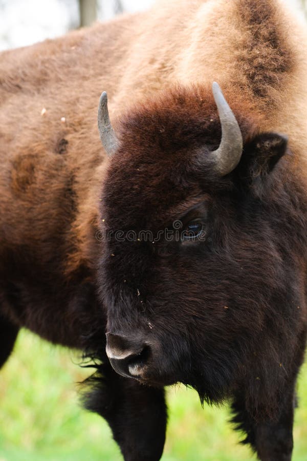 Plains Bison stock image. Image of national, large, hair - 29043719