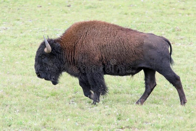 Plains Bison Charging - Grand Canyon Stock Image - Image of mammal ...