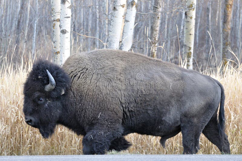 Plains Bison, Elk Island National Park Stock Image - Image of fall ...