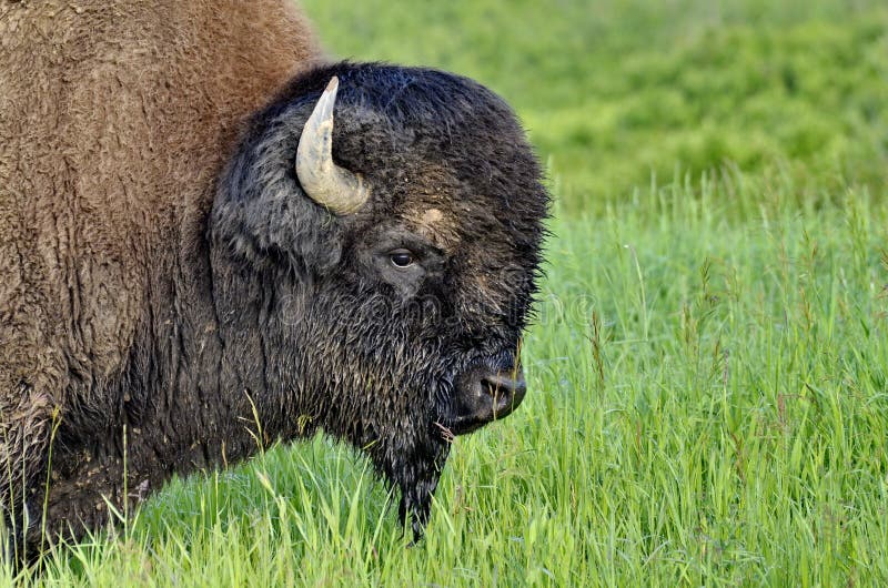 Plains Bison in a meadow stock photo. Image of outdoors - 155228900 Plains Bison in a meadow stock photo. Image of outdoors - 155228900