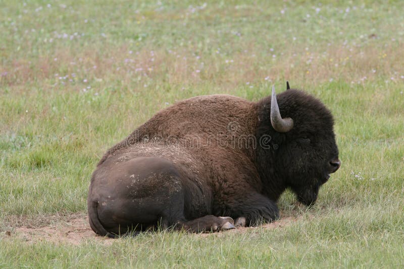 Plains Bison - North Rim of Grand Ca Stock Photo - Image of endangered ...