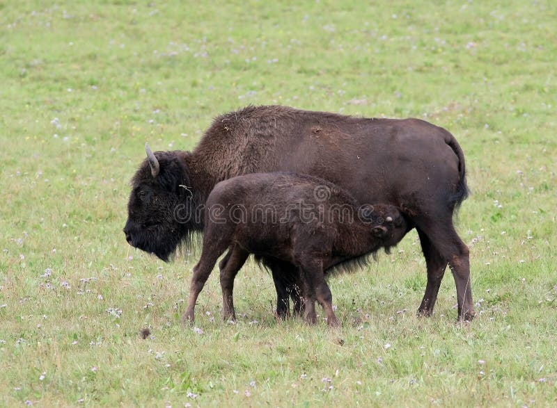 Plains Bison - North Rim of Grand Ca Stock Photo - Image of large ...