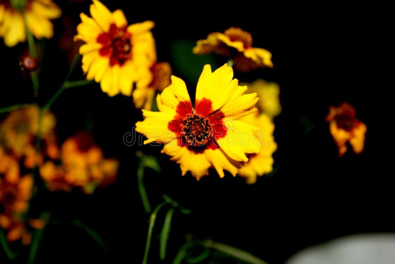 Plains Coreopsis a Native Wildflower Stock Photo - Image of plant ...