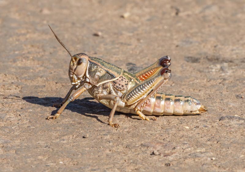 Plains Lubber Grasshopper Stock Photos - Free & Royalty-Free Stock ...