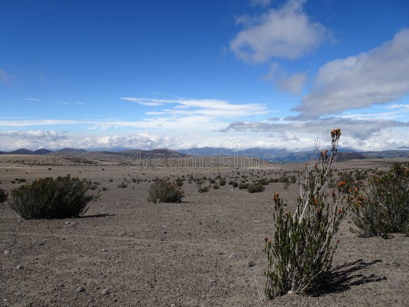 The Plains of a Paramo Ecosystem with Small Cacti Like Plants in the ...