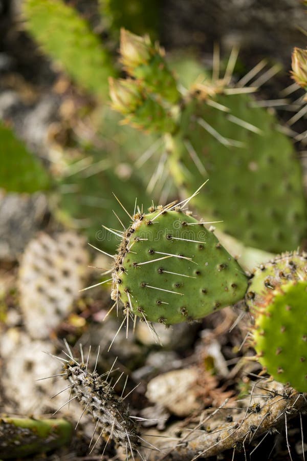 Plains prickly pear cactus stock image. Image of exotic - 134494613